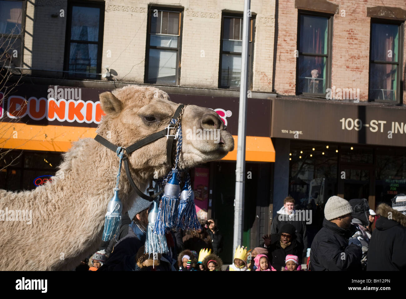 Children watch the camels in the 33rd Annual Three Kings Day Parade in ...