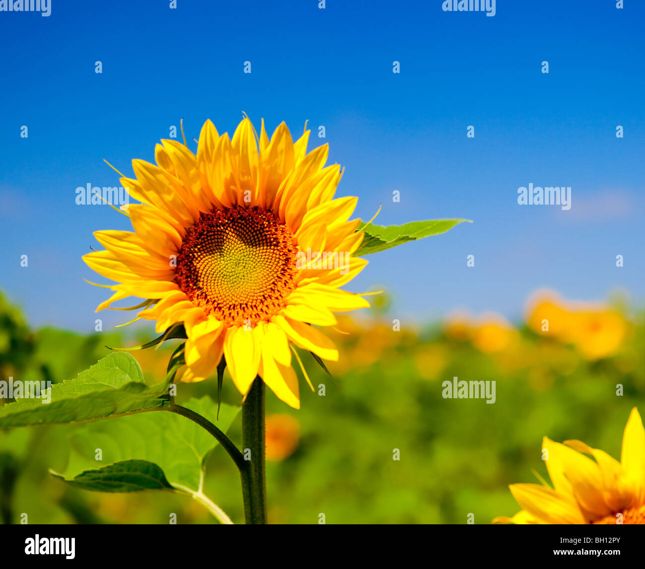 Close-up picture of beautiful and colorful sunflowers Stock Photo - Alamy