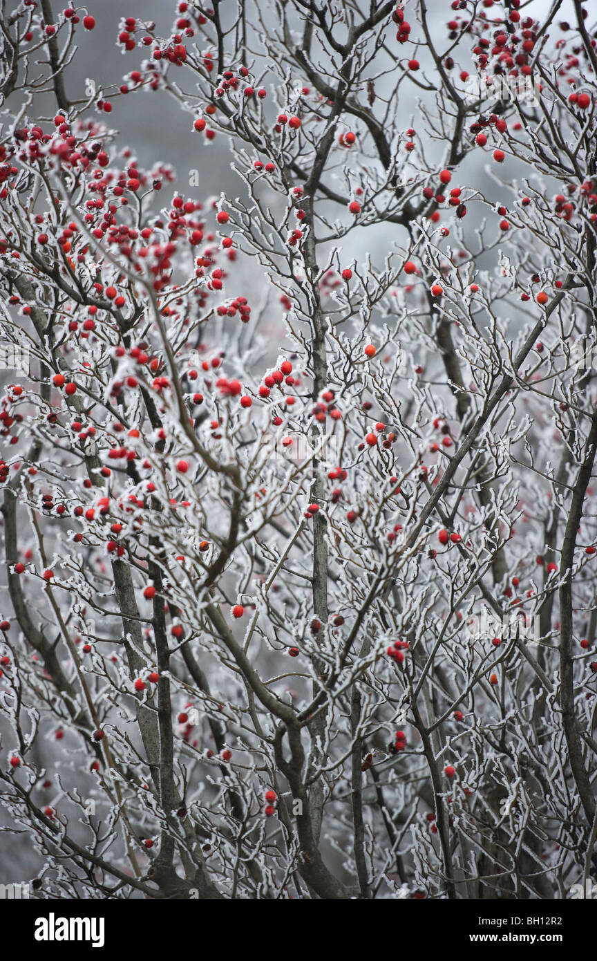 Italy, Piedmont, Turin, a service-tree in winter Stock Photo - Alamy