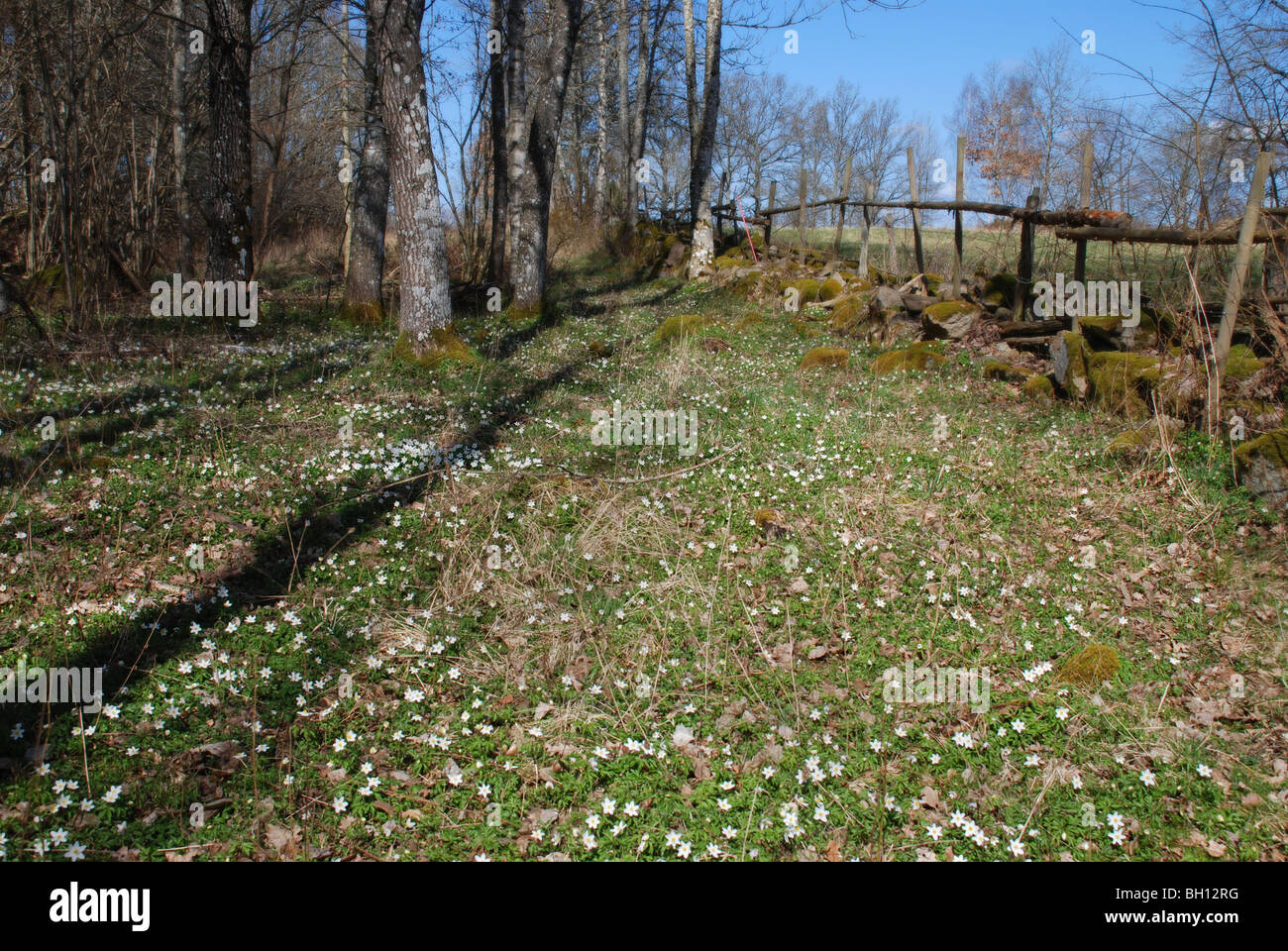early spring forest Stock Photo - Alamy