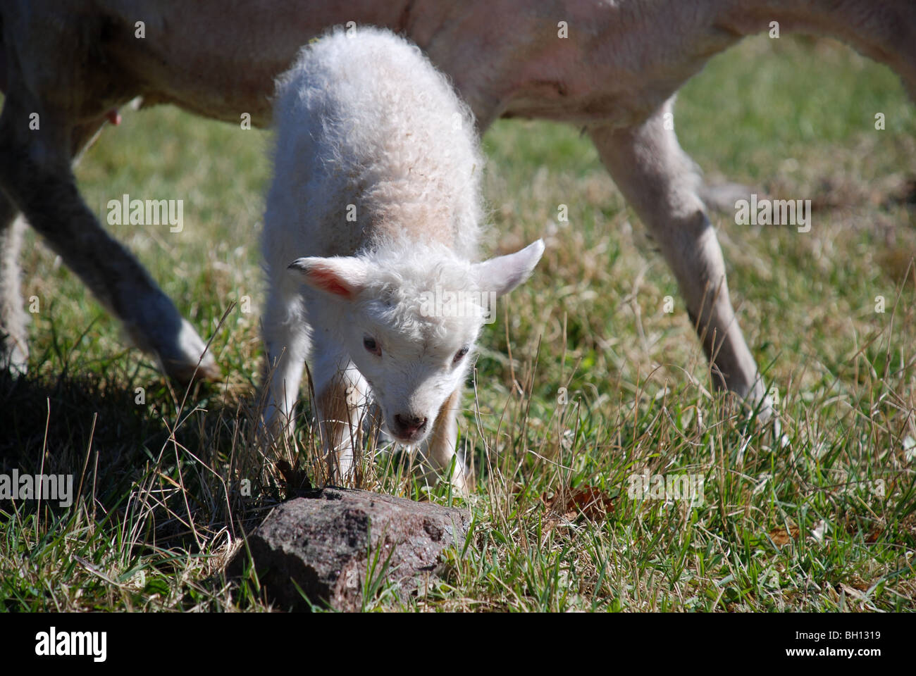 Little white lamb Stock Photo - Alamy
