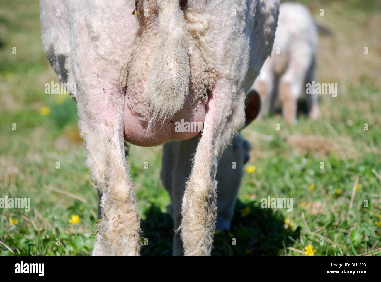 Wool tail hi-res stock photography and images - Alamy
