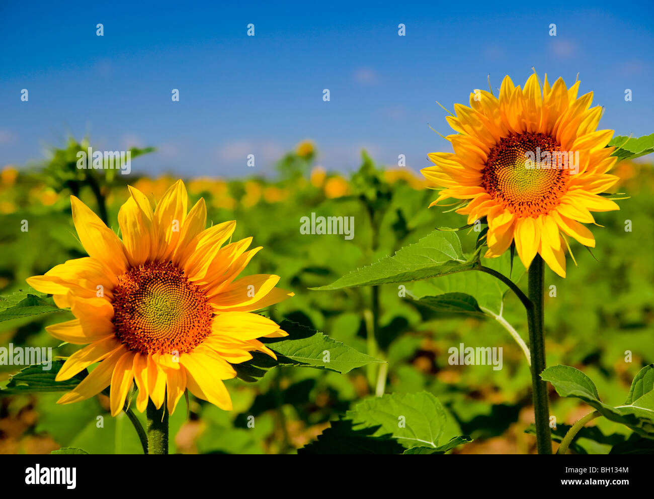 Close-up picture of beautiful and colorful sunflowers Stock Photo - Alamy