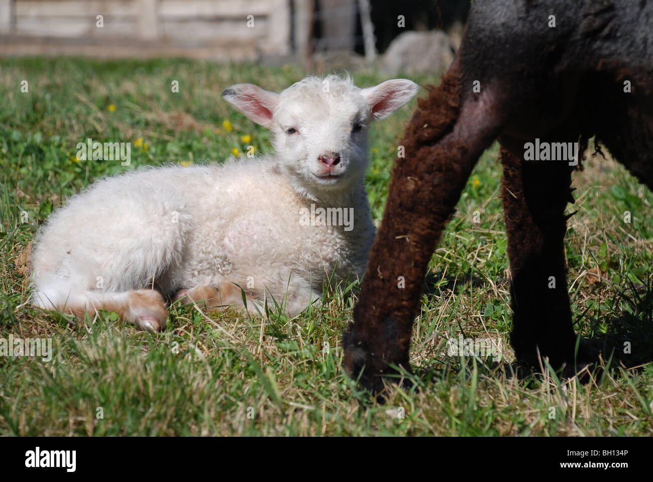Little white lamb Stock Photo - Alamy