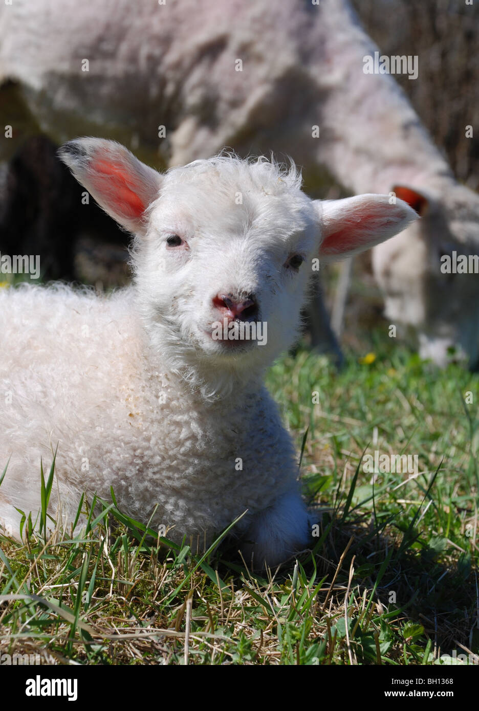 Cute white lamb hi-res stock photography and images - Alamy