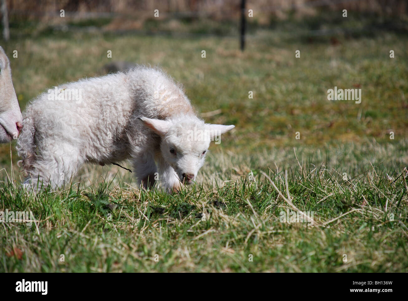Little white lamb Stock Photo - Alamy