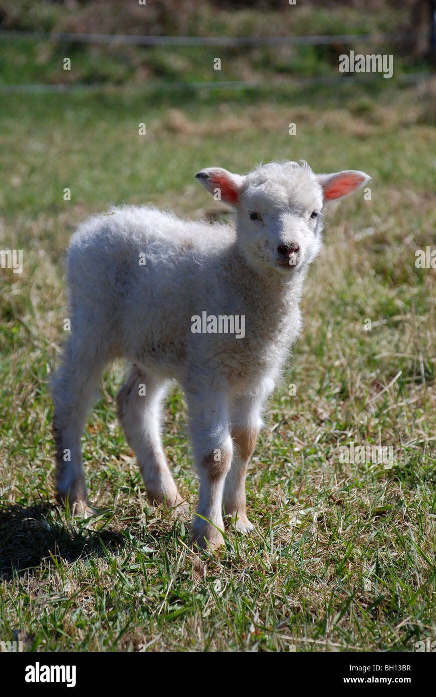 Little white lamb Stock Photo - Alamy