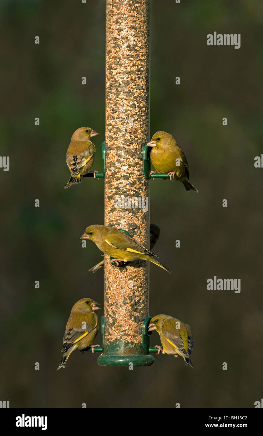 Greenfinch flock on seed feeder Stock Photo - Alamy