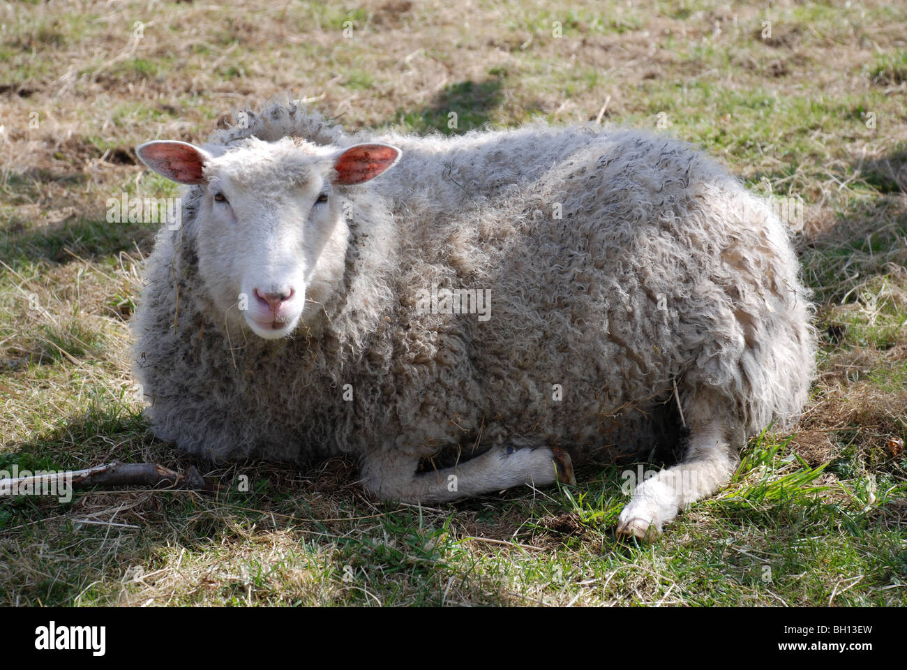 Mother sheep resting Stock Photo - Alamy