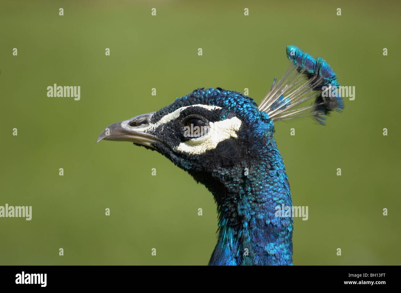 Peacock forward facing hi-res stock photography and images - Alamy