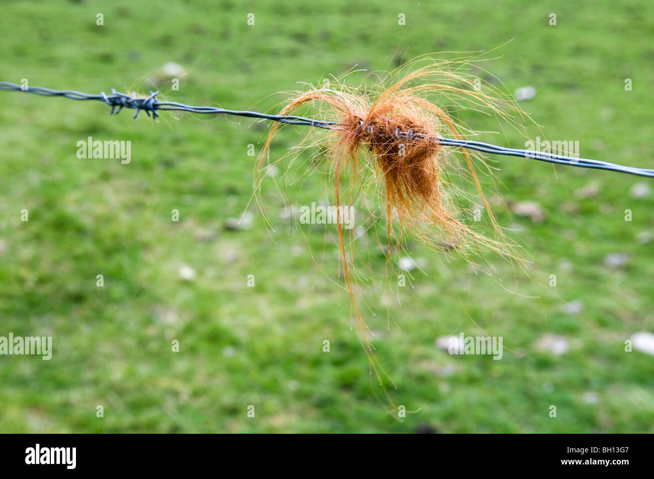 Caught on barbed wire hi-res stock photography and images - Alamy