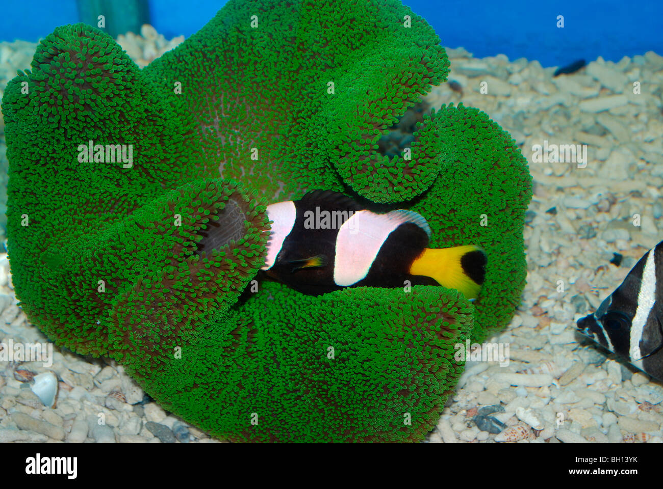 fish in a coral reef Stock Photo - Alamy
