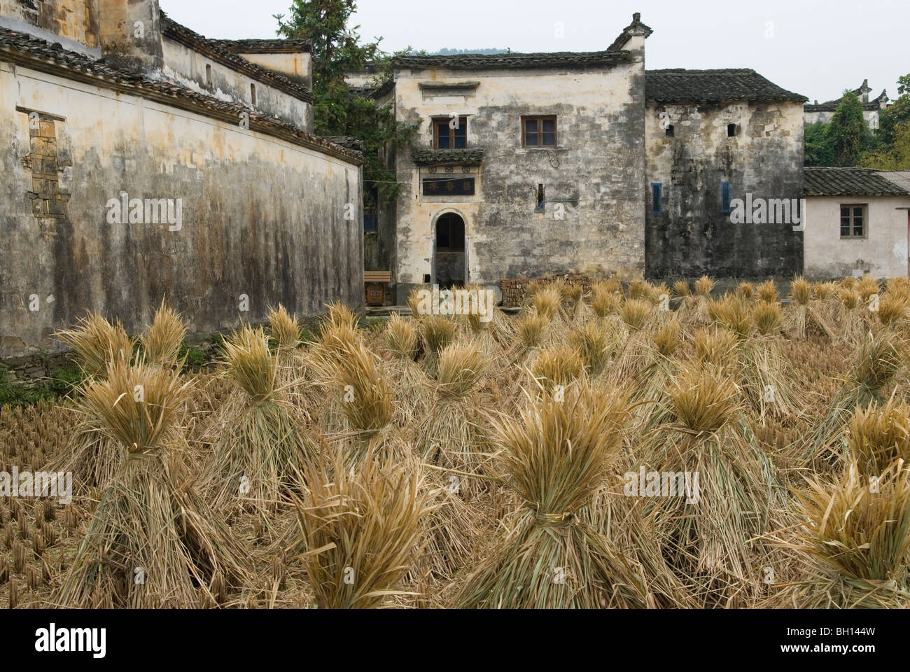 Rice drying hi-res stock photography and images - Alamy