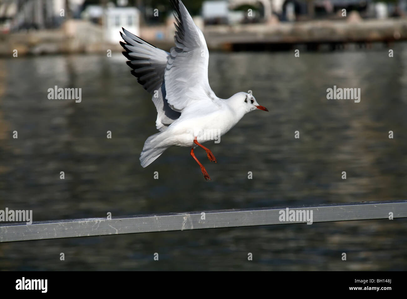 Seagull wildlife animal flying Cut Out Stock Images & Pictures - Alamy