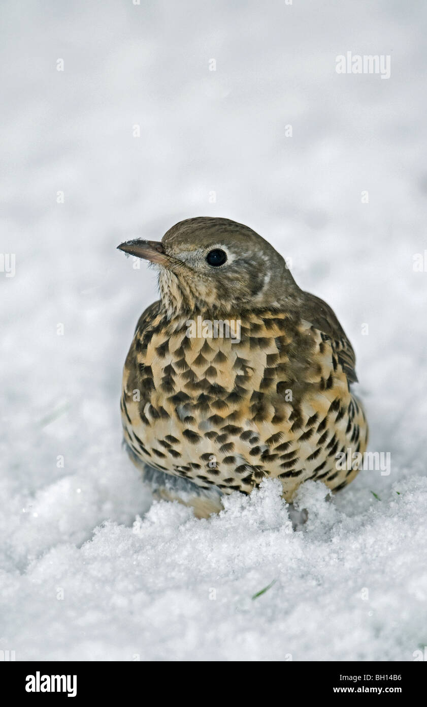 Birds winter thrush weather hi-res stock photography and images - Alamy