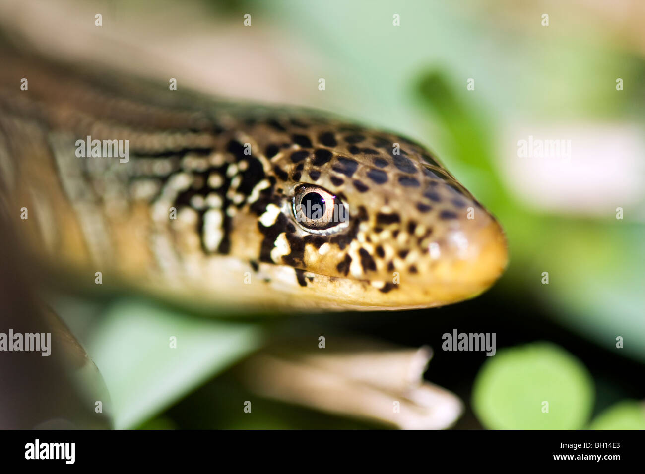 Glass lizard looking around Stock Photo - Alamy
