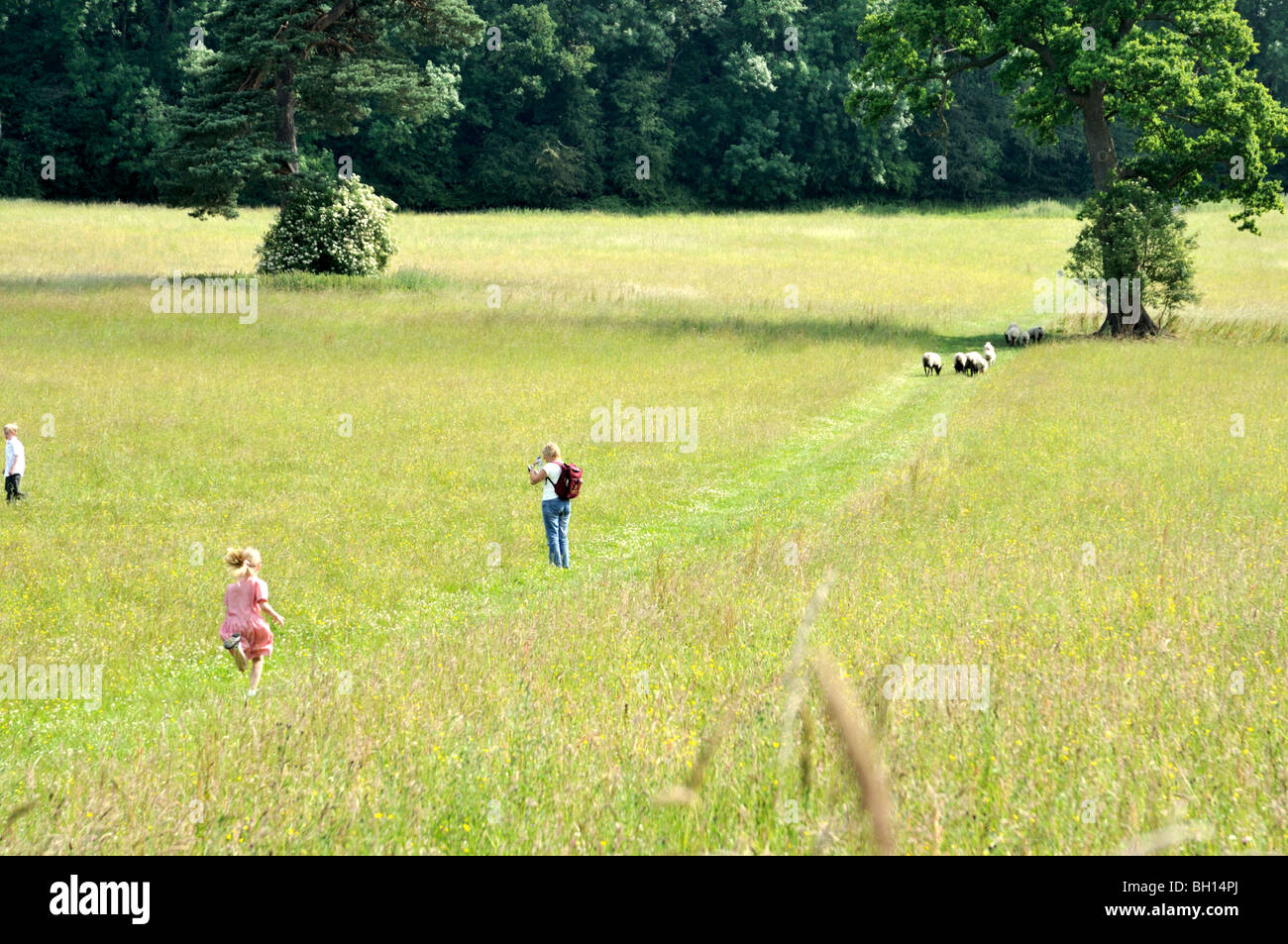 Spring meadows in Hertfordshire, England, UK Stock Photo - Alamy