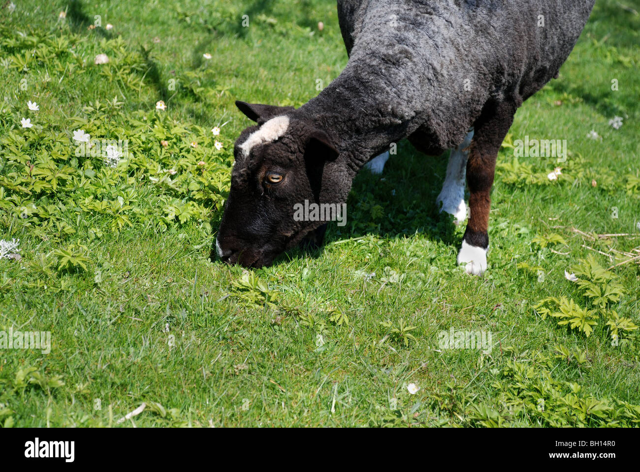 Sheep on spring pasture Stock Photo - Alamy