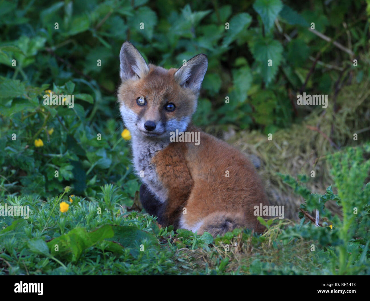 Fox mamal hi-res stock photography and images - Alamy