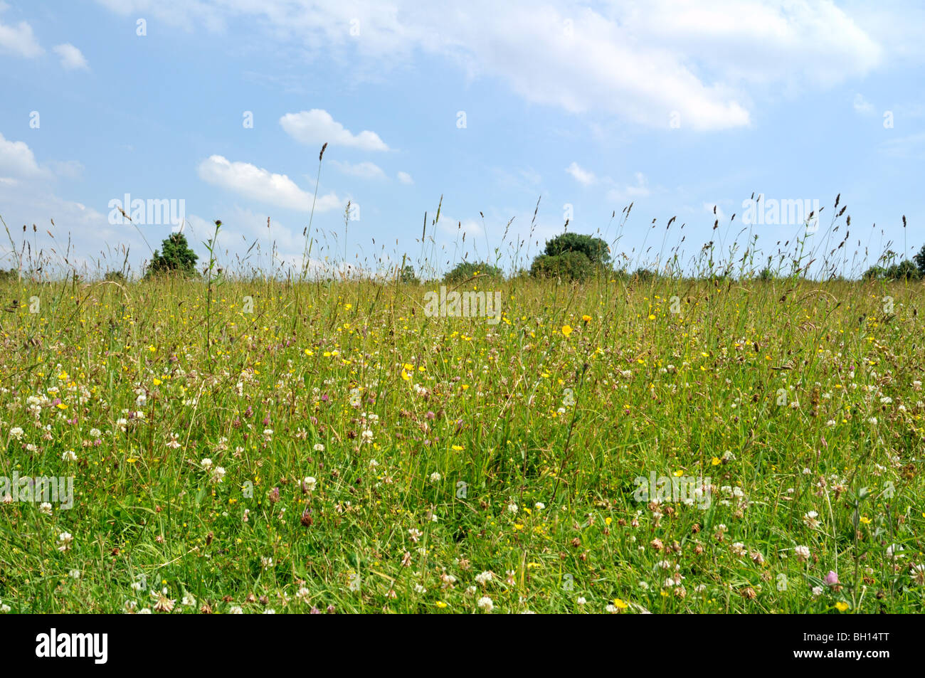 Spring june britain uk hi-res stock photography and images - Alamy