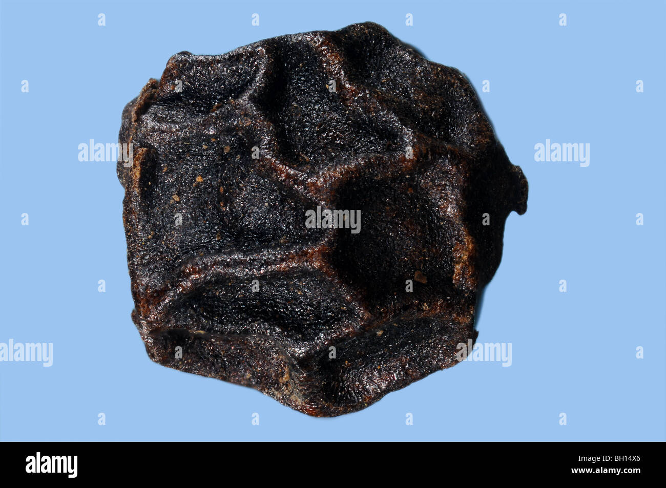 A single peppercorn in extreme close up showing the texture on the ...
