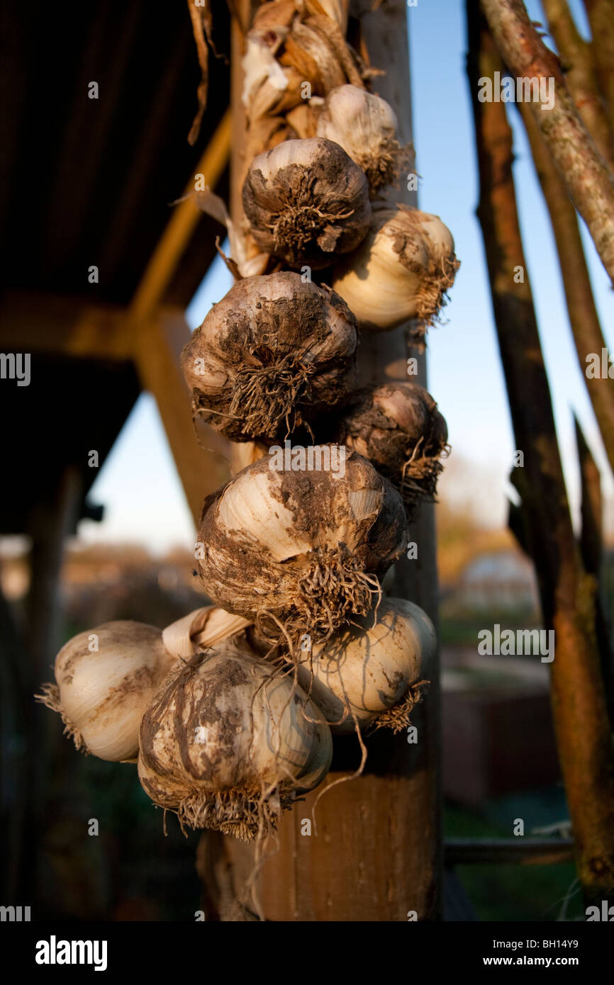 Plaited garlic hi-res stock photography and images - Alamy