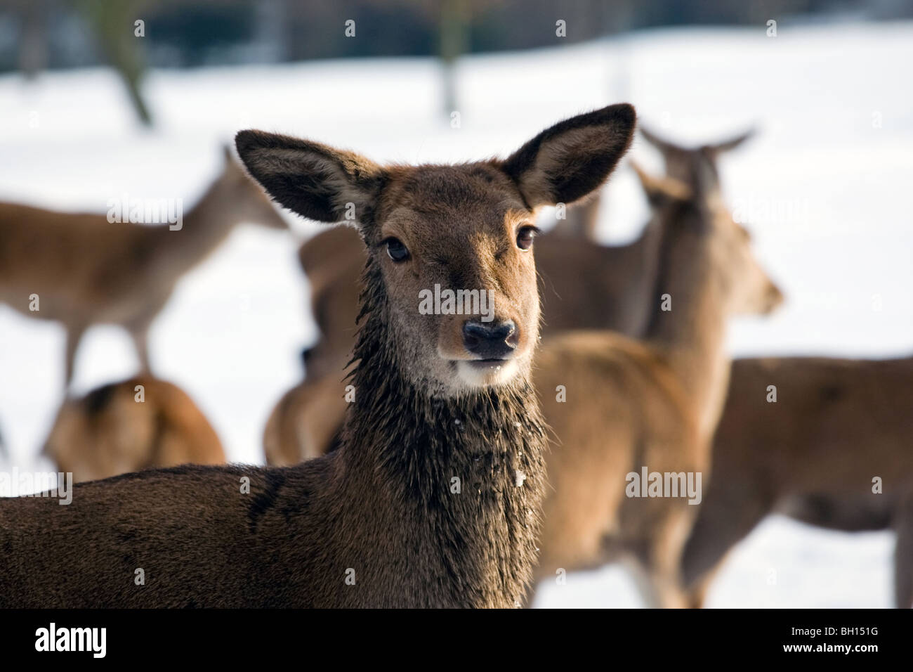 Snow scene with red deer Stock Photo - Alamy