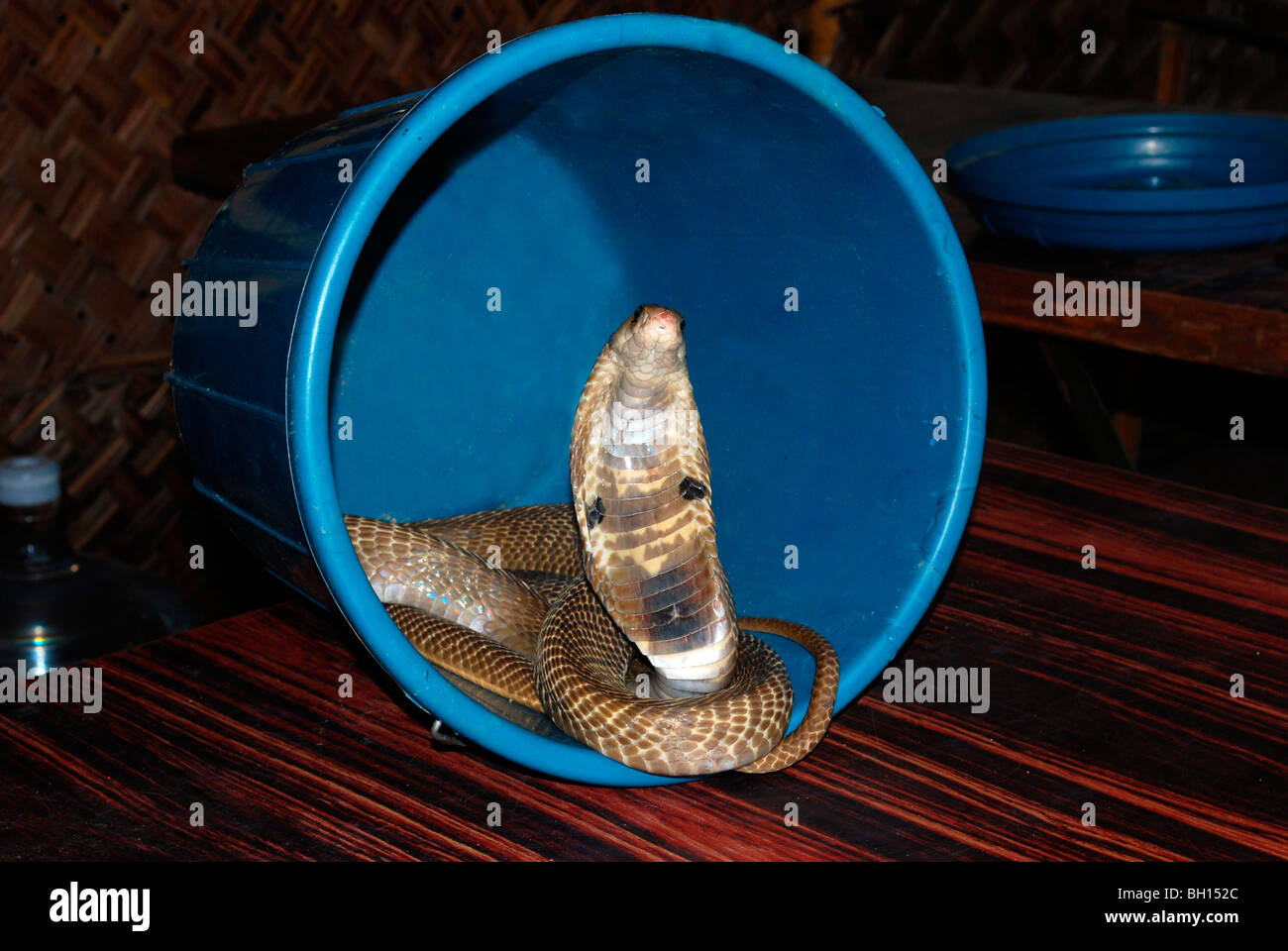 Snake Bucket High Resolution Stock Photography and Images - Alamy