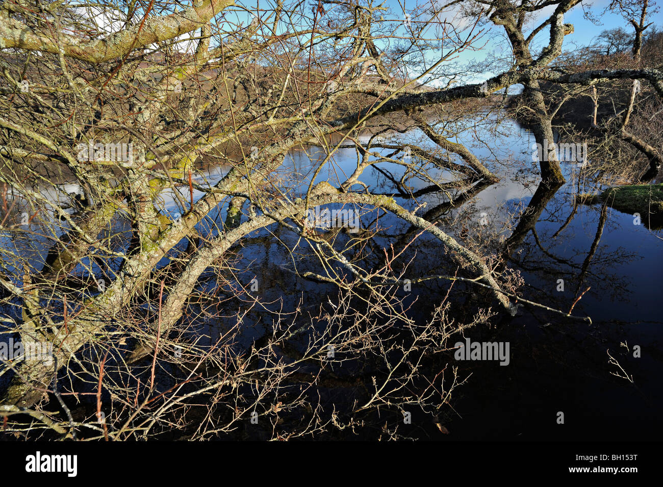 Alder tree autumn uk hi-res stock photography and images - Alamy