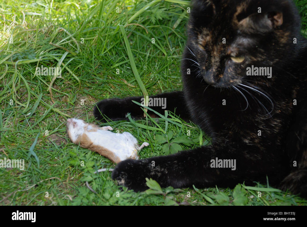 Cat with dead mouse Stock Photo - Alamy