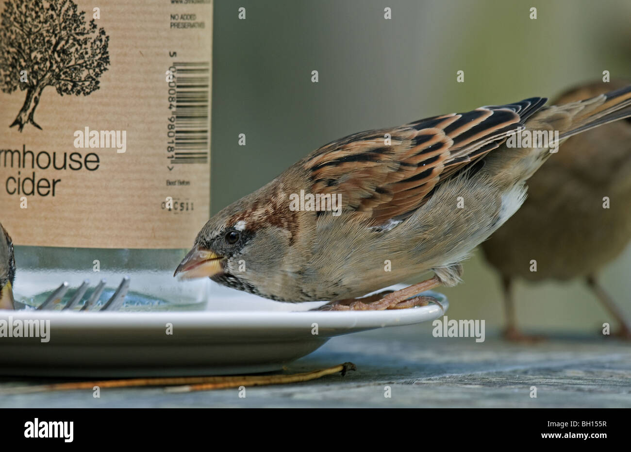 House Sparrow on table Stock Photo - Alamy