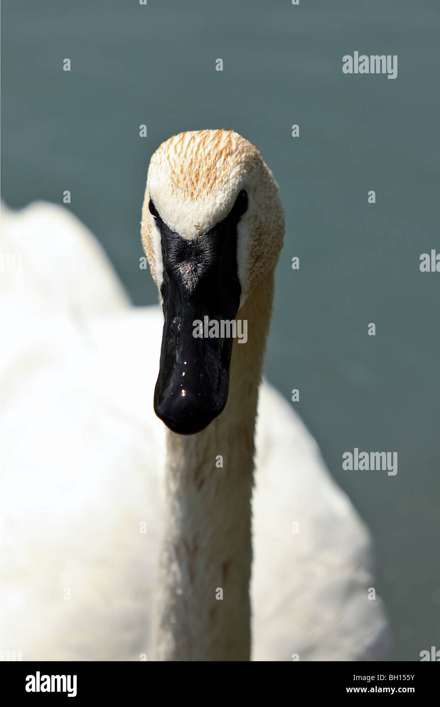 Trumpeter Swan (Cygnus buccinator Stock Photo - Alamy