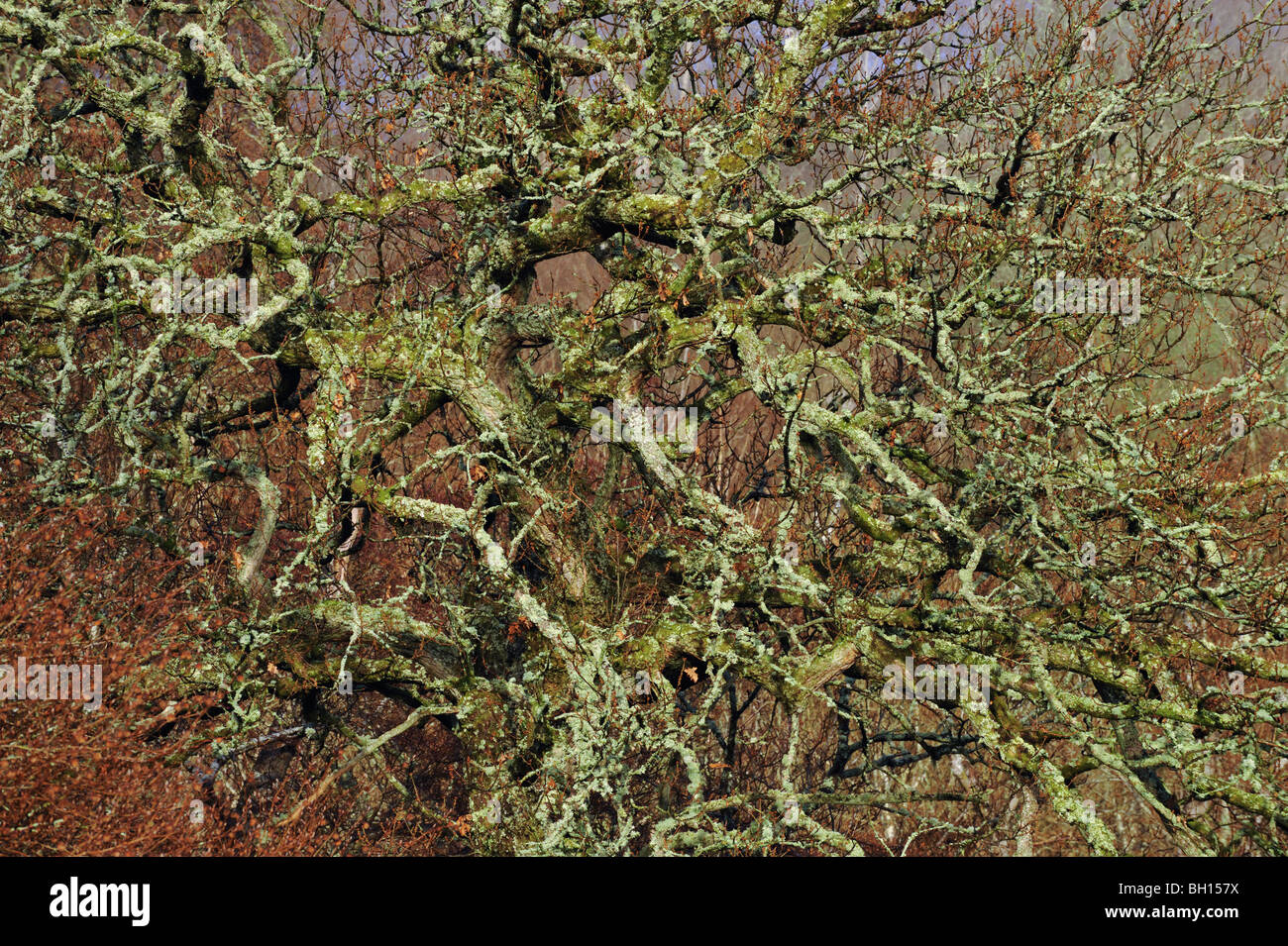 A tangle of lichen-covered branches of mature oak trees by Loch Tay ...