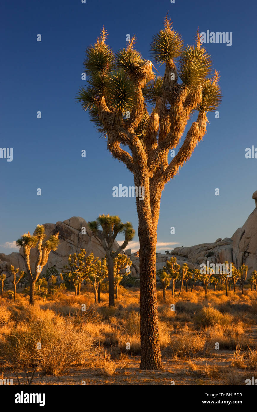 Joshua Tree National Park, California Stock Photo - Alamy