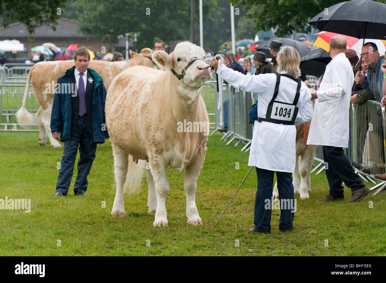 A cow poses for the judges at the last ever Royal Show Agricultural ...