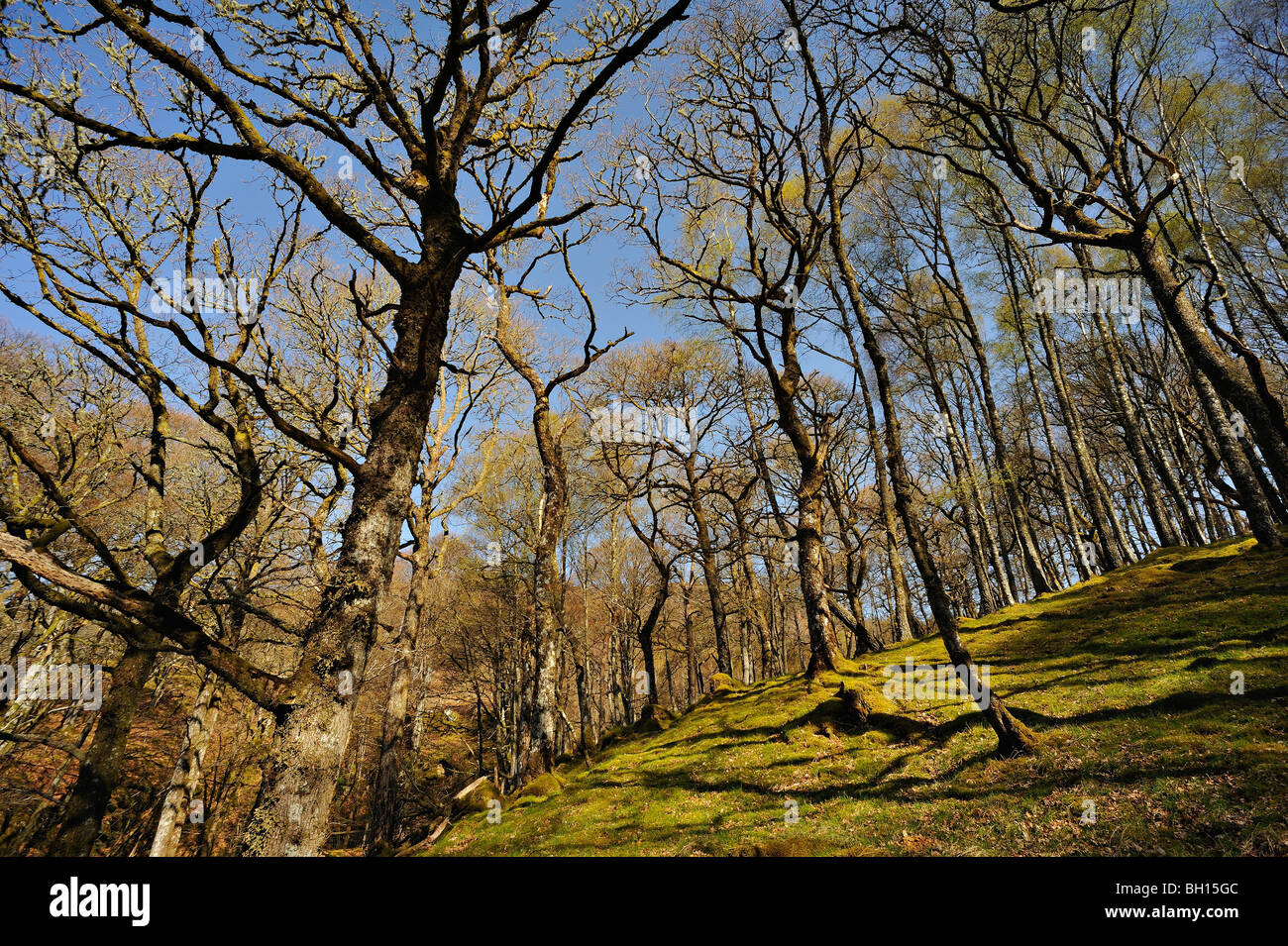 Looking up into the canopy of oak woodland mostly bare of leaves in ...