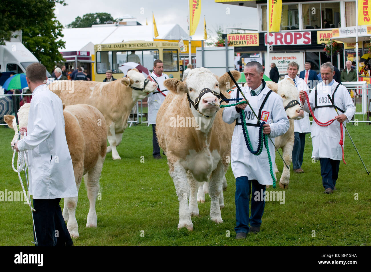 Prize winning cattle line up for the judges at the last ever Royal Show ...