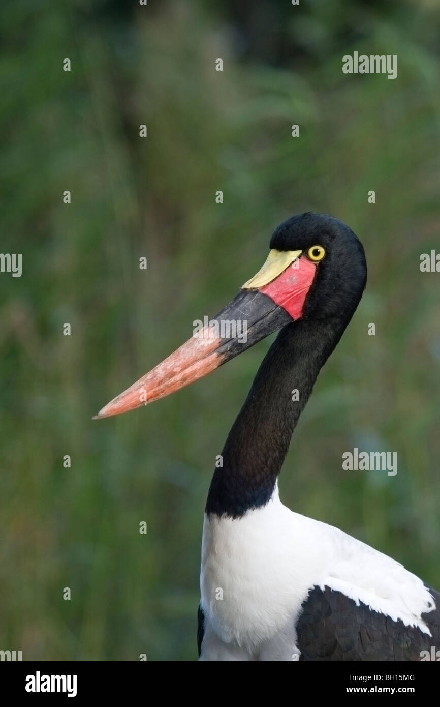 Saddle-billed Stork, female in captivity Stock Photo - Alamy