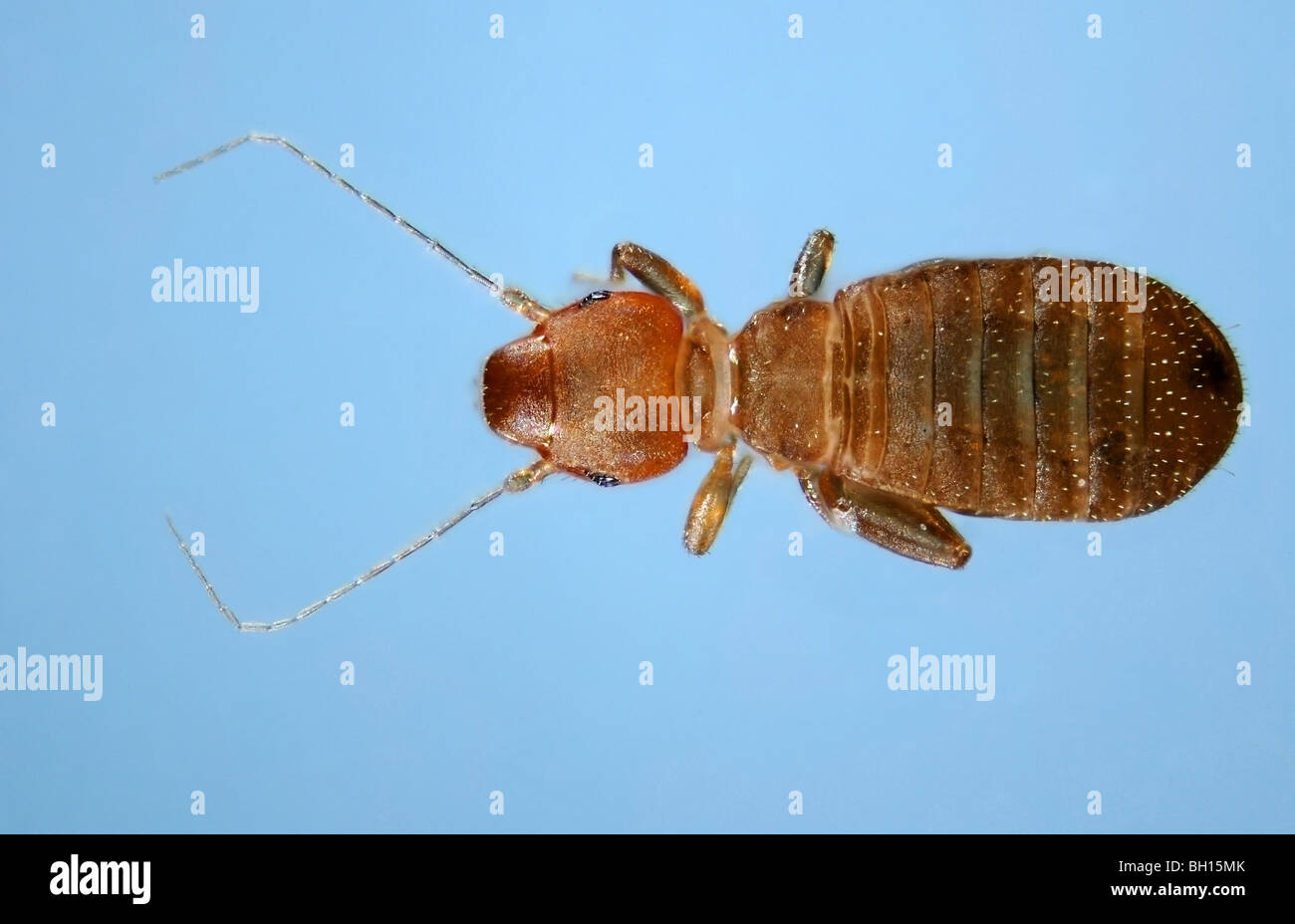 Springtail hi-res stock photography and images - Alamy
