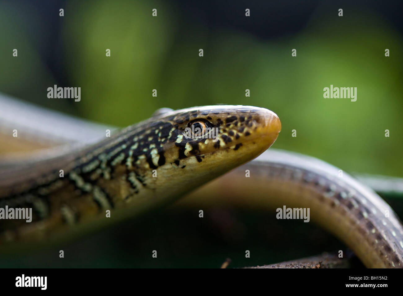 Glass lizard hi-res stock photography and images - Alamy