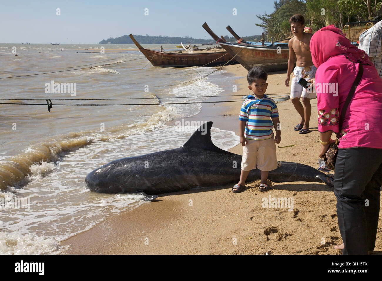 A beached Melon headed whale,also called a Electra dolphin, forced ...