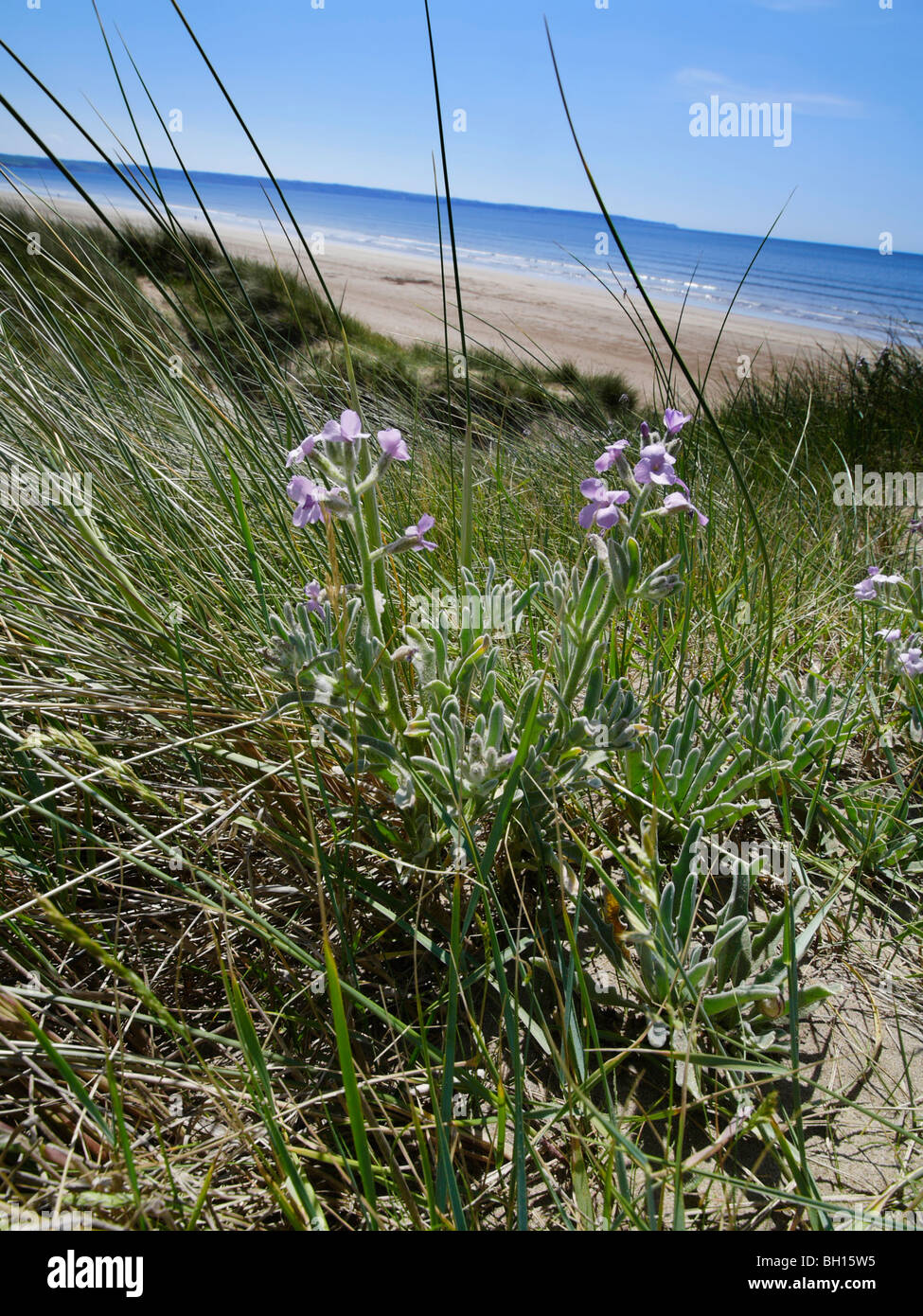 sand dunes and beach at saunton sands devon england uk Stock Photo - Alamy