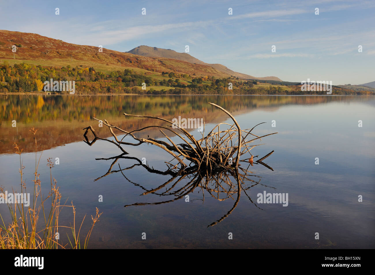 Drowned tree hi-res stock photography and images - Alamy