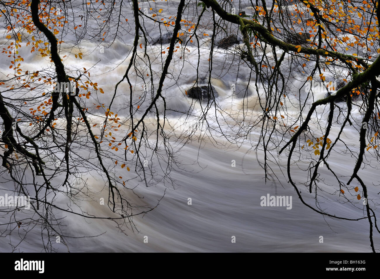 Wave of leaves hi-res stock photography and images - Alamy