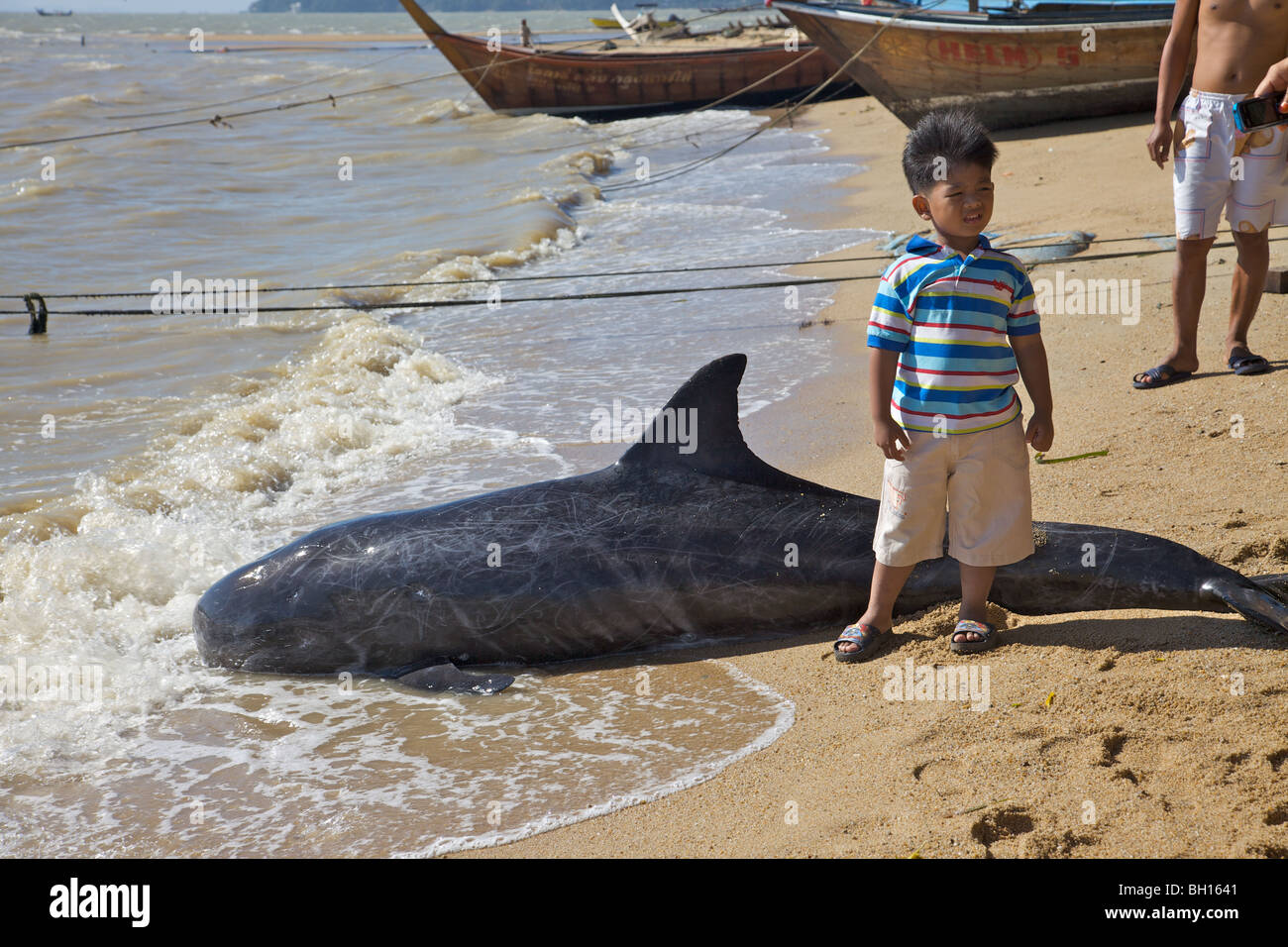 A beached Melon headed whale,also called a Electra dolphin, forced ...