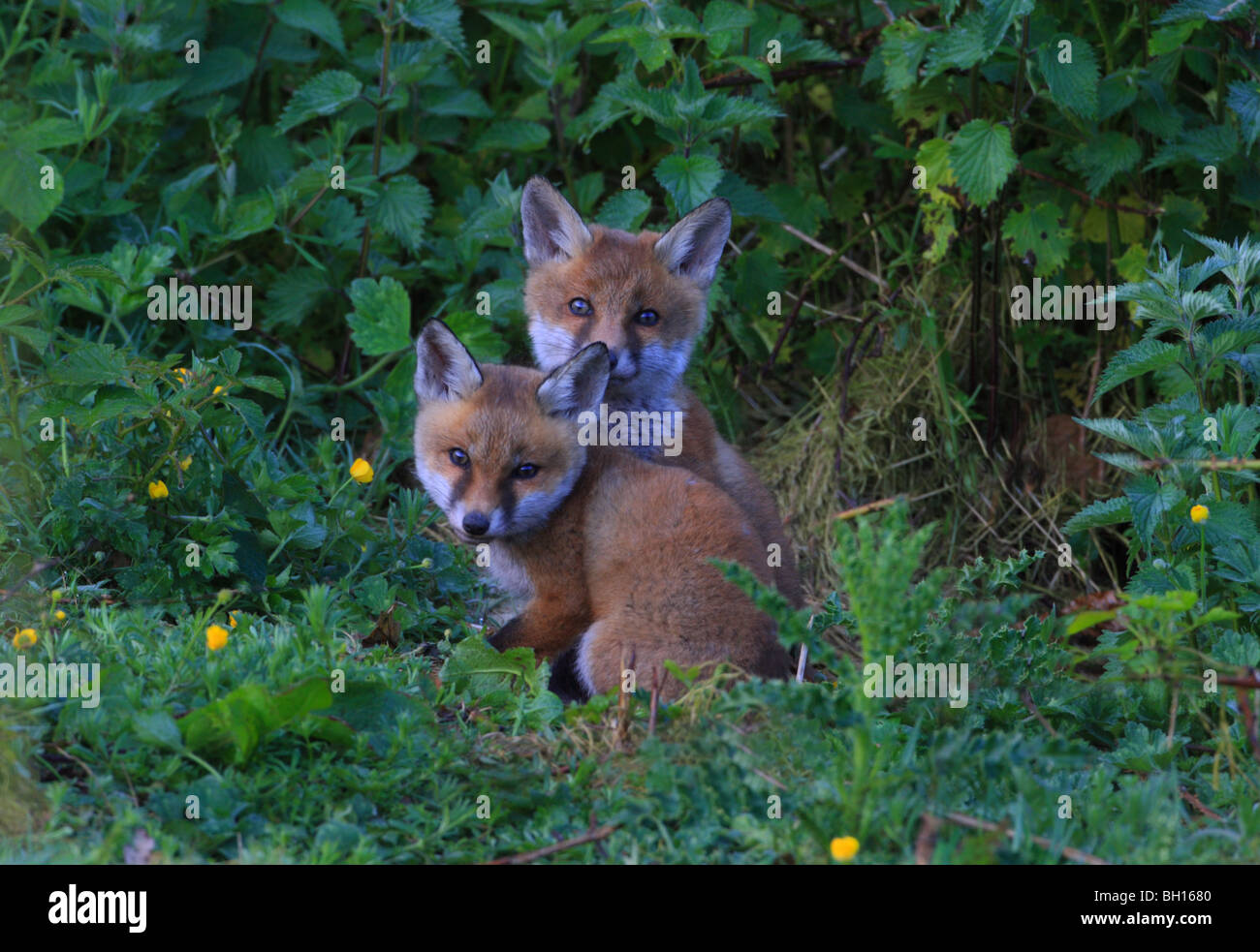 Playing fox cubs hi-res stock photography and images - Alamy