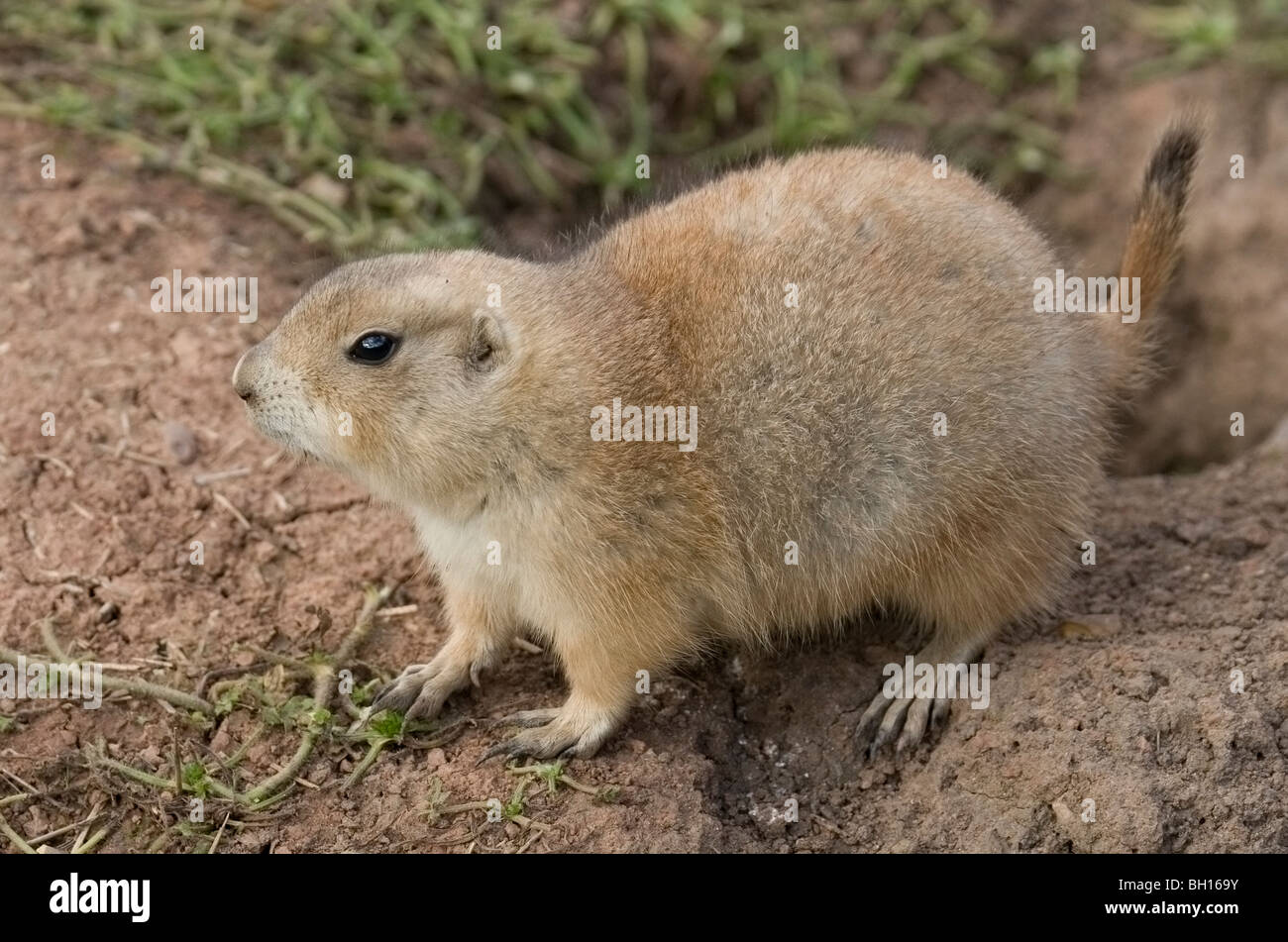 Prairie dog in burrow hi-res stock photography and images - Alamy