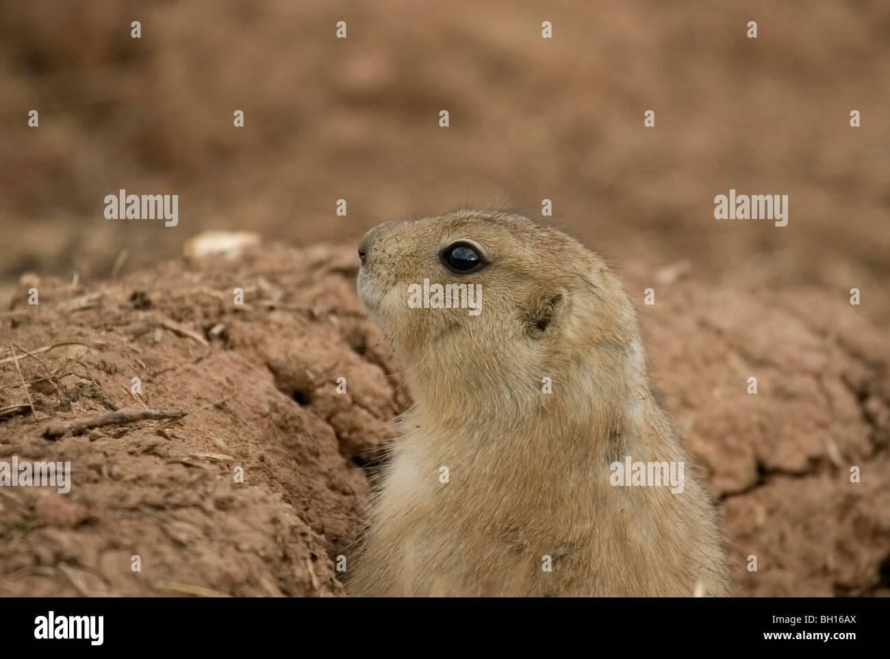 Prairie dog in burrow hi-res stock photography and images - Alamy