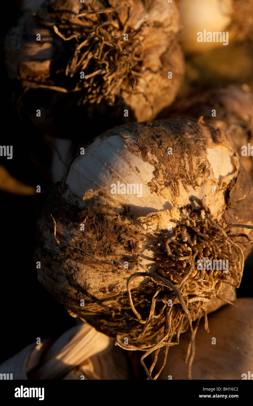 Plaited garlic hi-res stock photography and images - Alamy