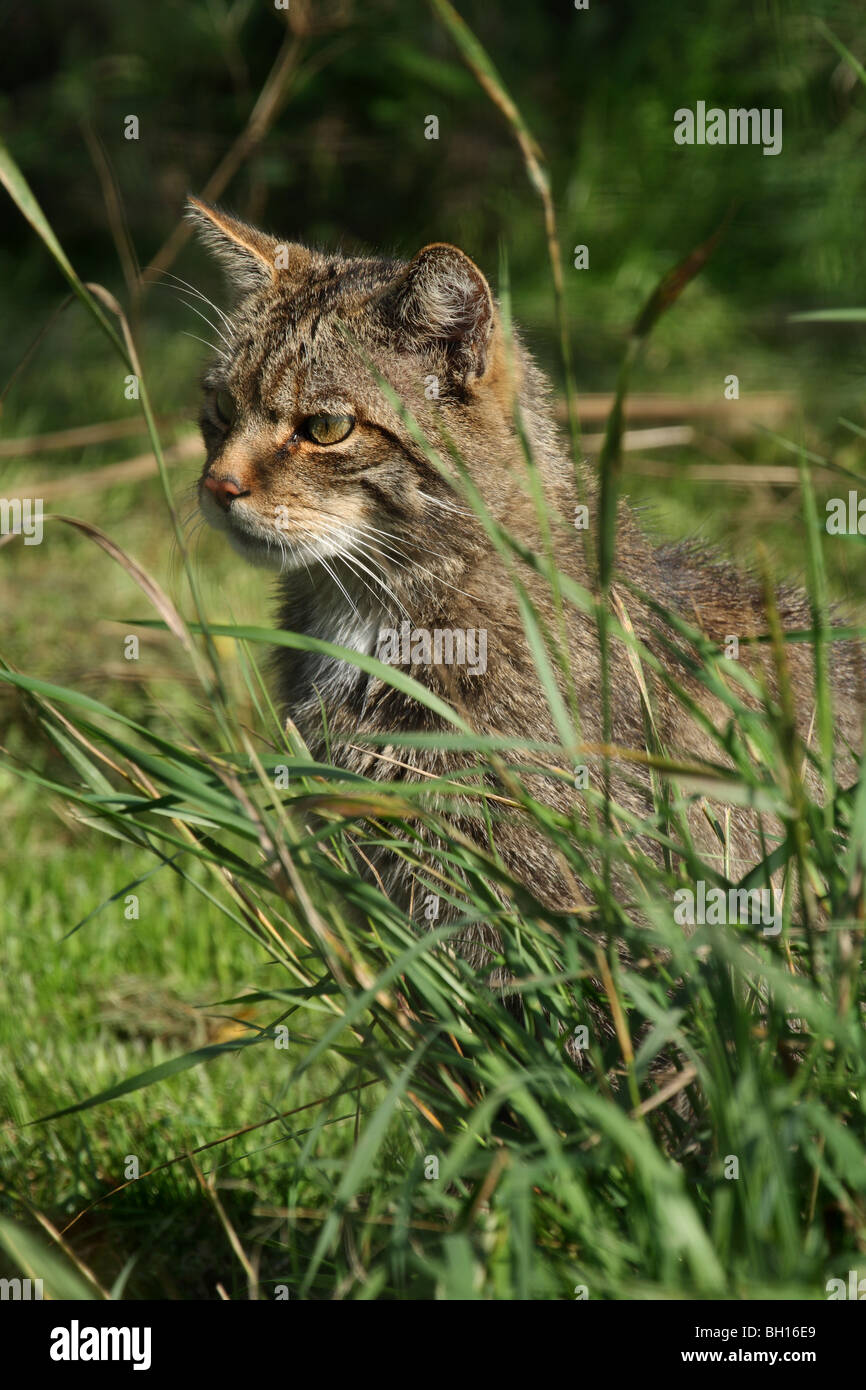 Scottish Wildcat (Felis silvestris) at The British Wildlife Centre ...